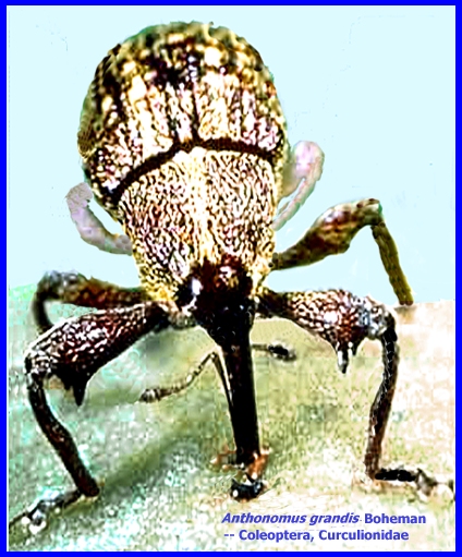 Biological Control Of Boll Weevil 7752